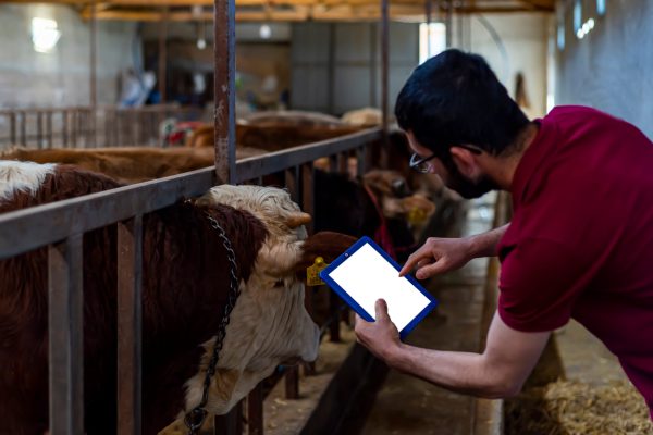 RFID Tags for Animals in the Livestock Industry